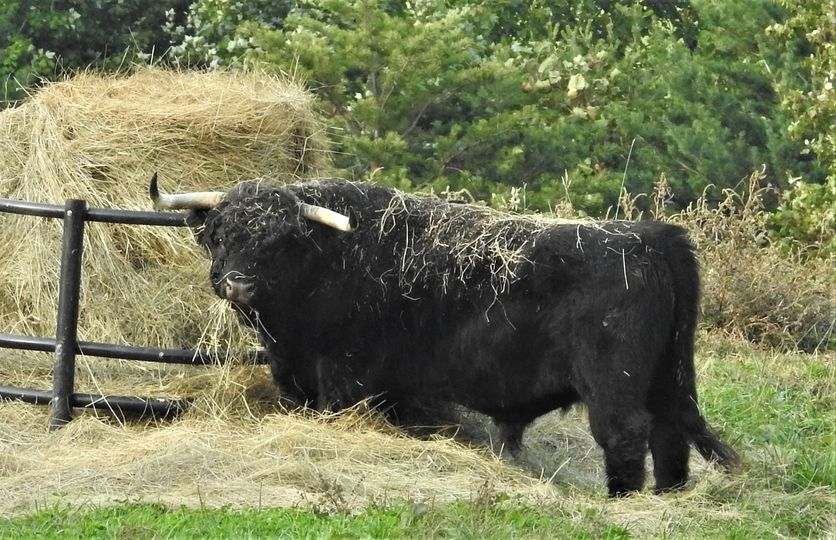 One of the West’s Most Iconic Bulls – J & C Ranch
