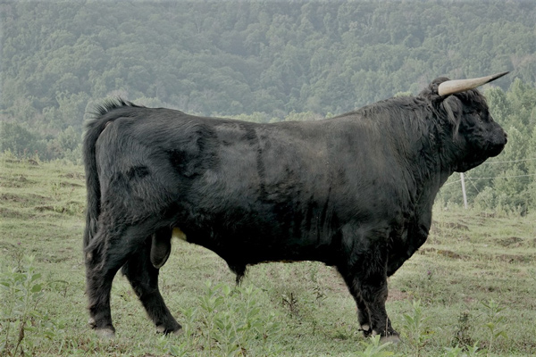 One of the West’s Most Iconic Bulls – J & C Ranch
