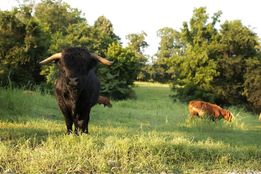 One of the West’s Most Iconic Bulls – J & C Ranch