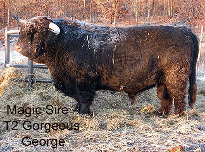 One of the West’s Most Iconic Bulls – J & C Ranch