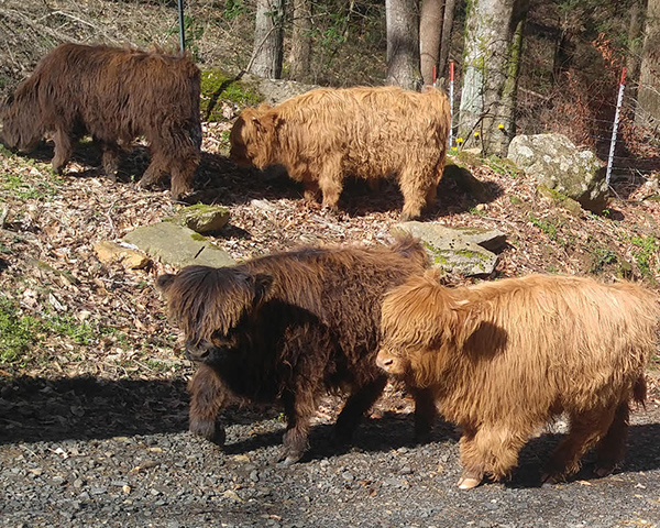 One of the West’s Most Iconic Bulls – J & C Ranch