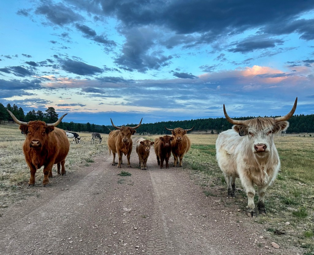 About the Ranch – J & C Ranch